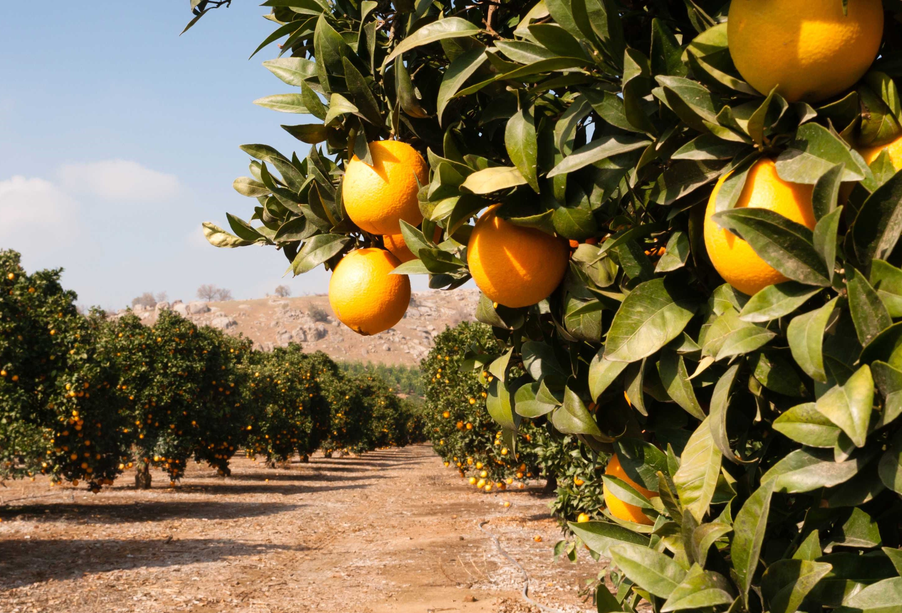 The Fight Against Citrus Greening Disease | Microbiome Special Research ...